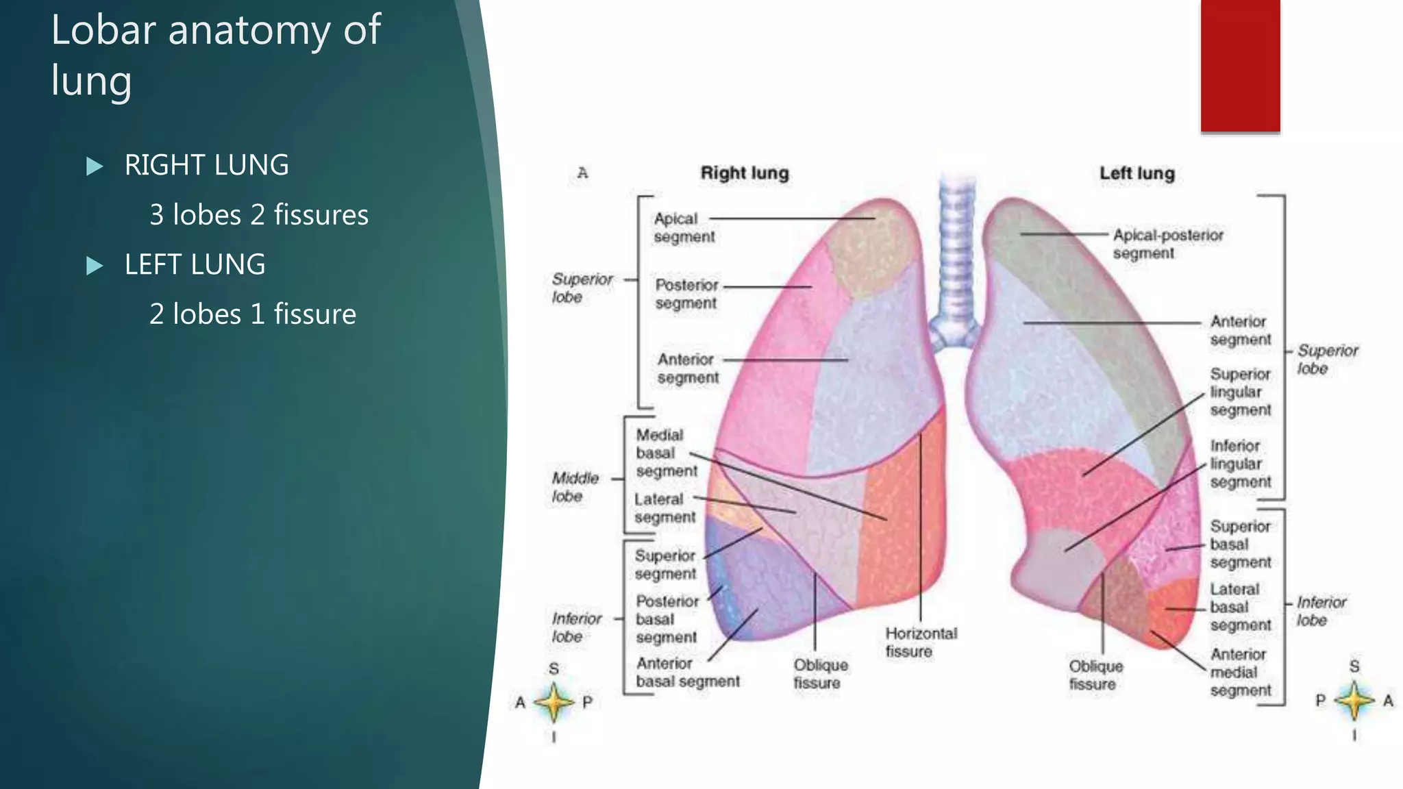 Thoracic anatomy on various imaging modalities | PPT Thoracic anatomy on various imaging modalities | PPT