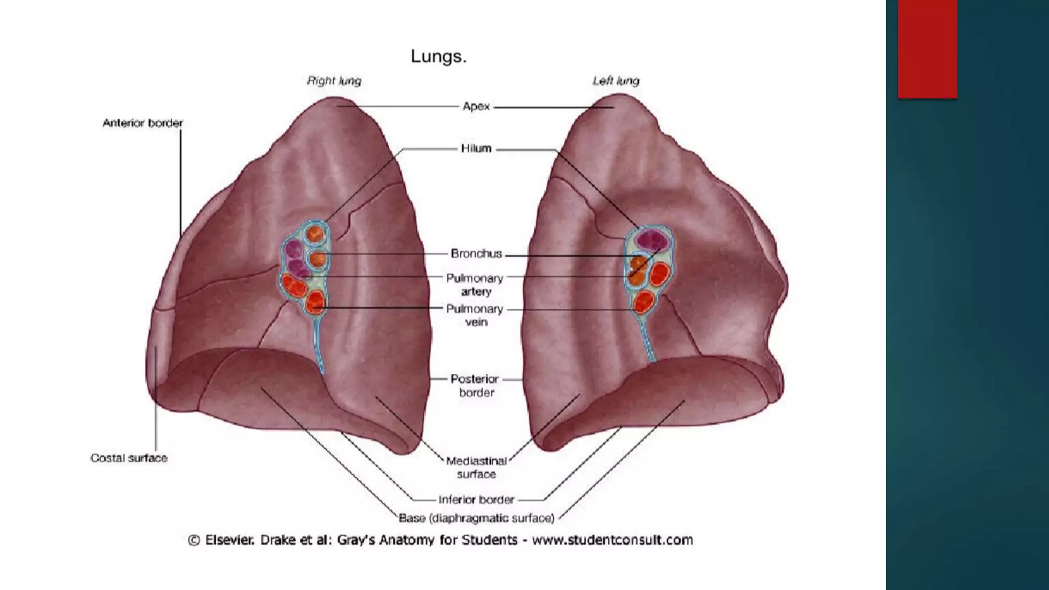 Thoracic anatomy on various imaging modalities | PPT Thoracic anatomy on various imaging modalities | PPT