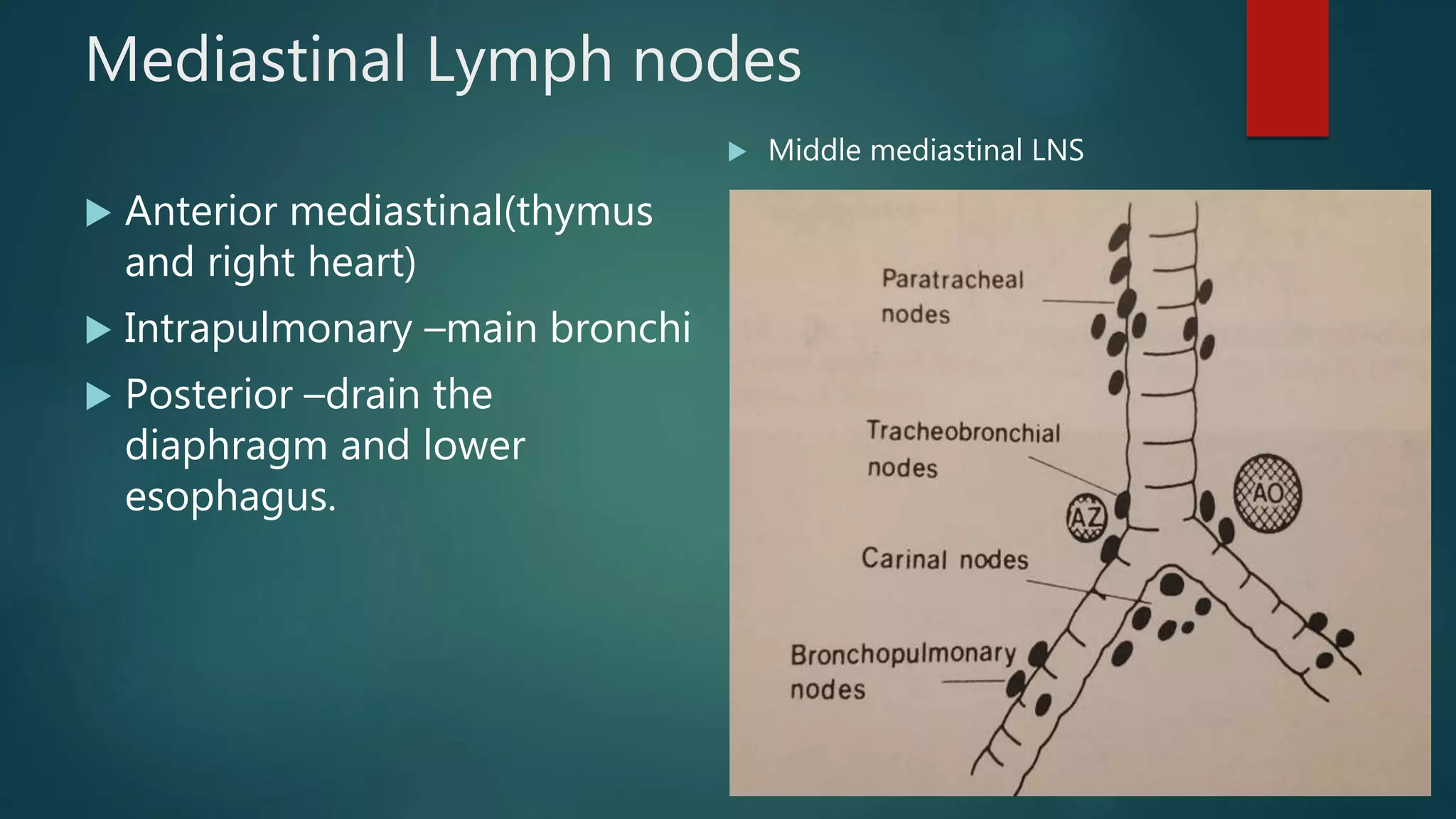 Thoracic anatomy on various imaging modalities | PPTX