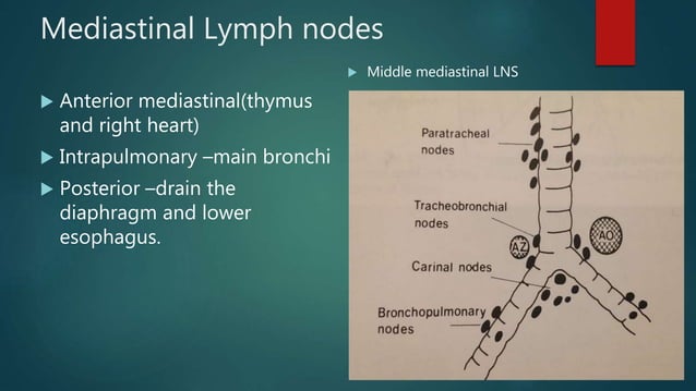 Thoracic anatomy on various imaging modalities | PPT Thoracic anatomy on various imaging modalities | PPT