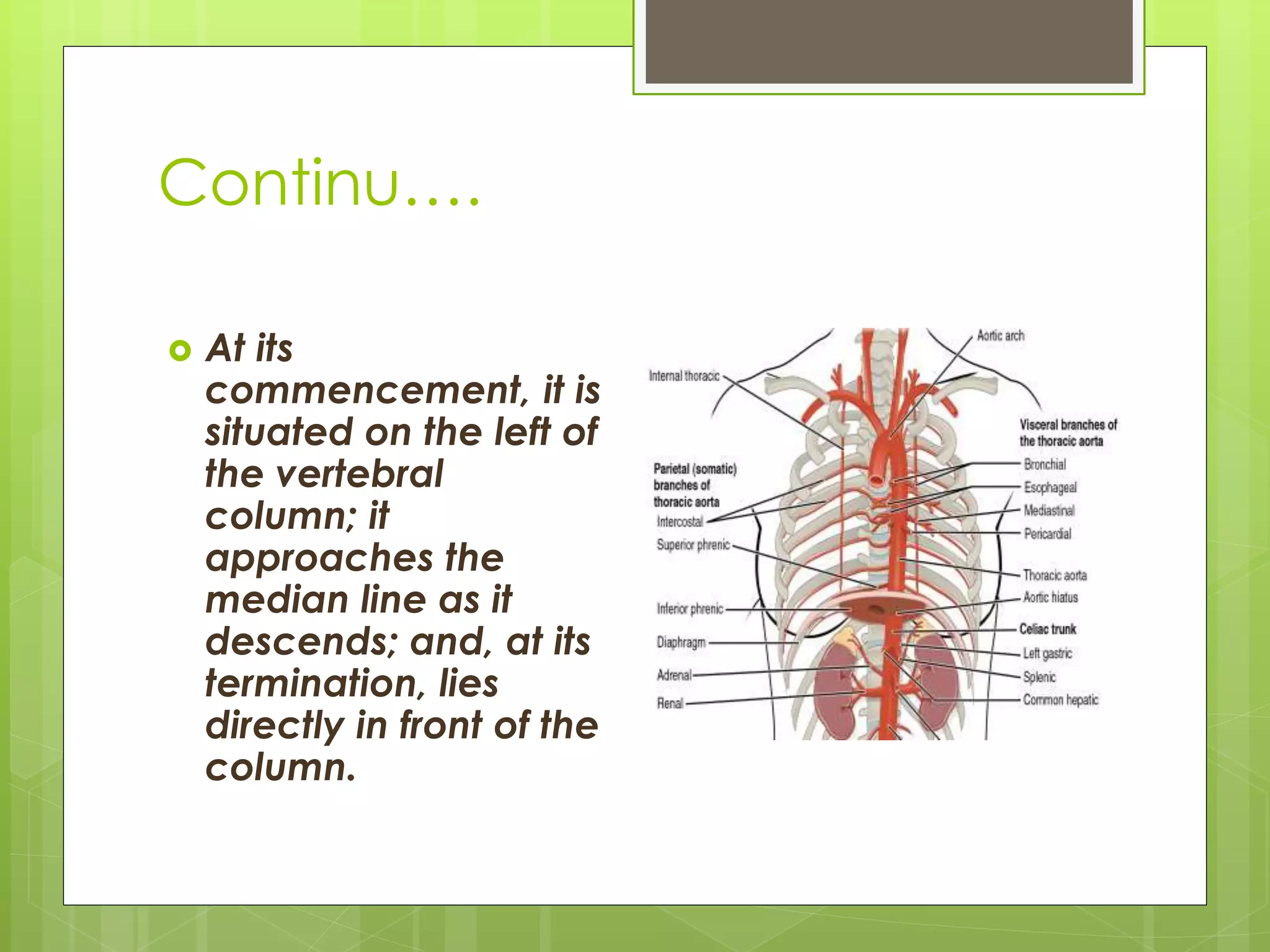 Thoracic Aorta Parietal Branches