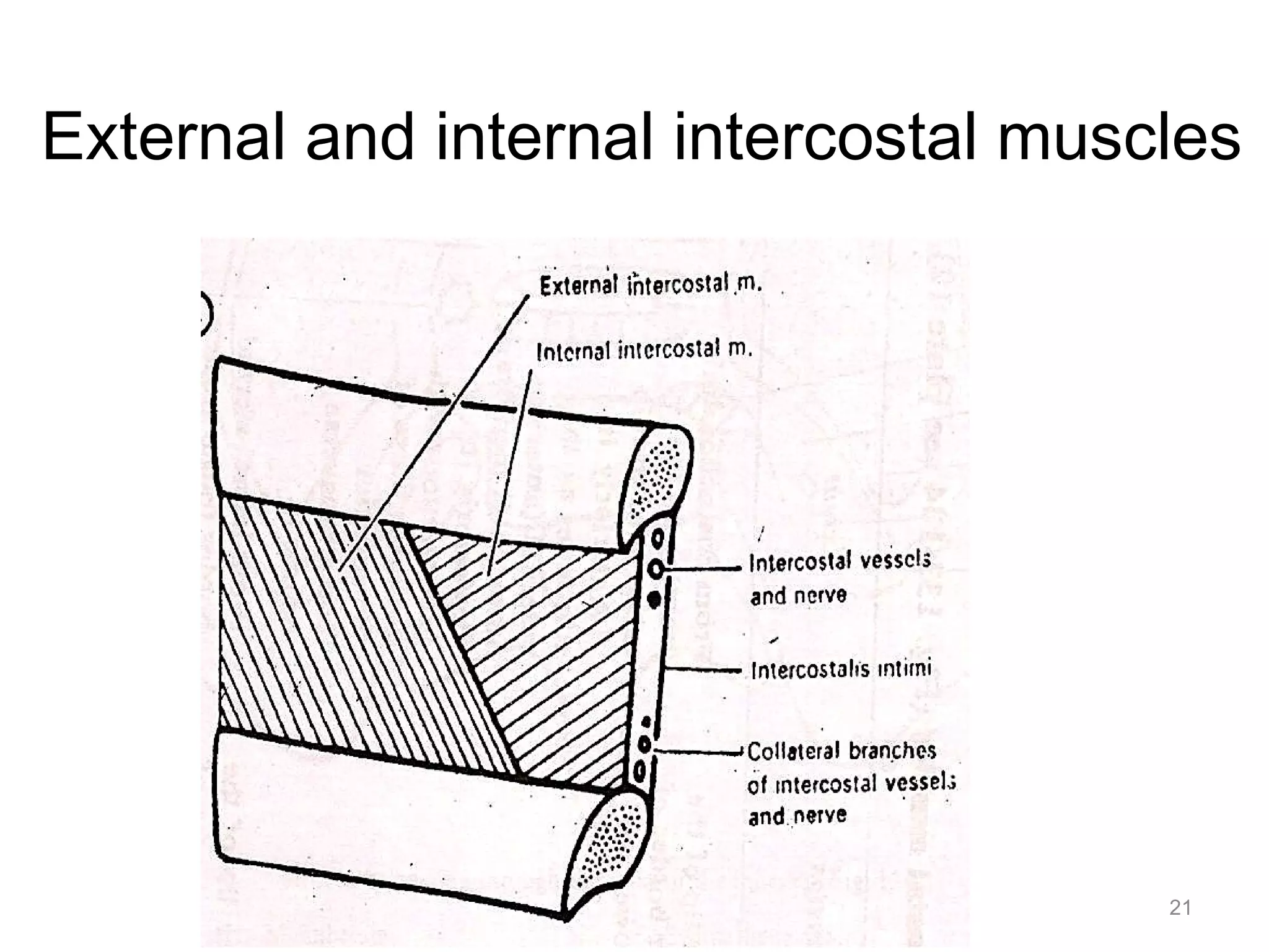 Thoracic cage | PPT