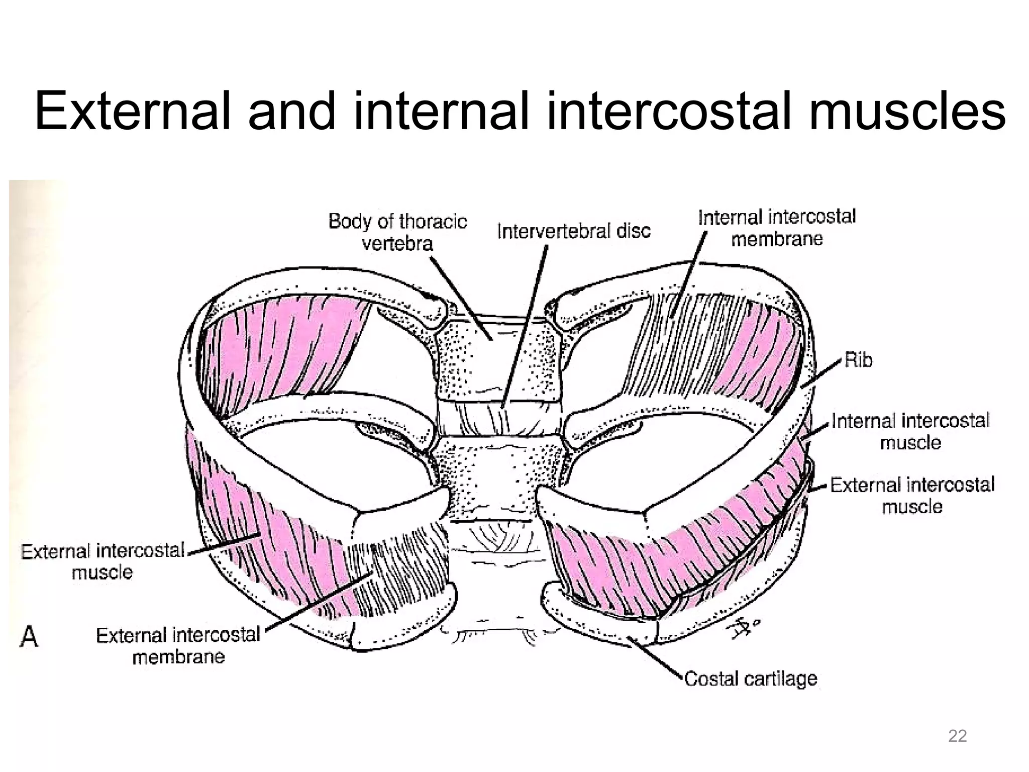 Thoracic cage | PPT