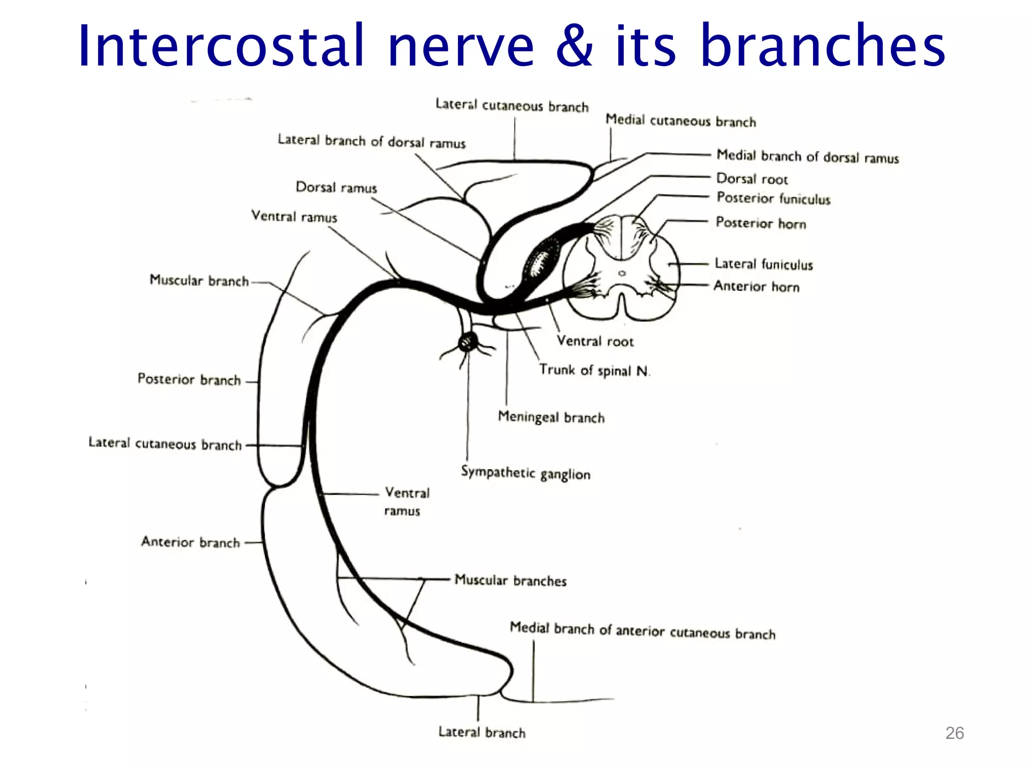 Thoracic cage | PPT