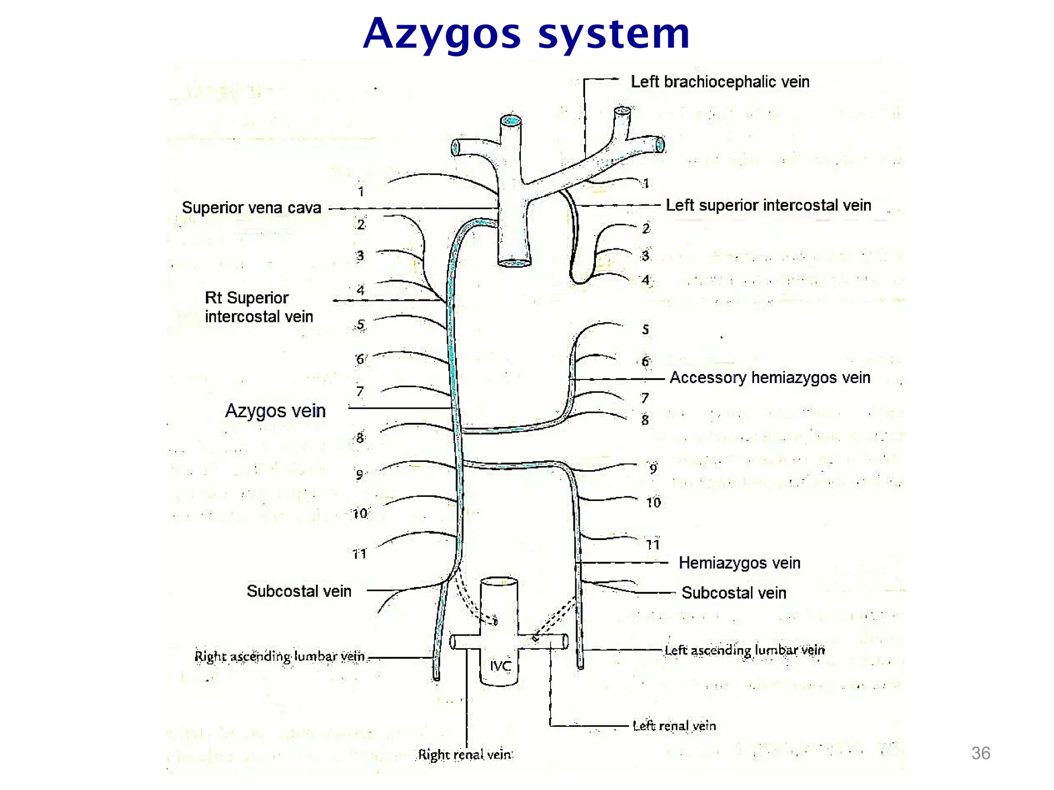 Thoracic cage | PPT