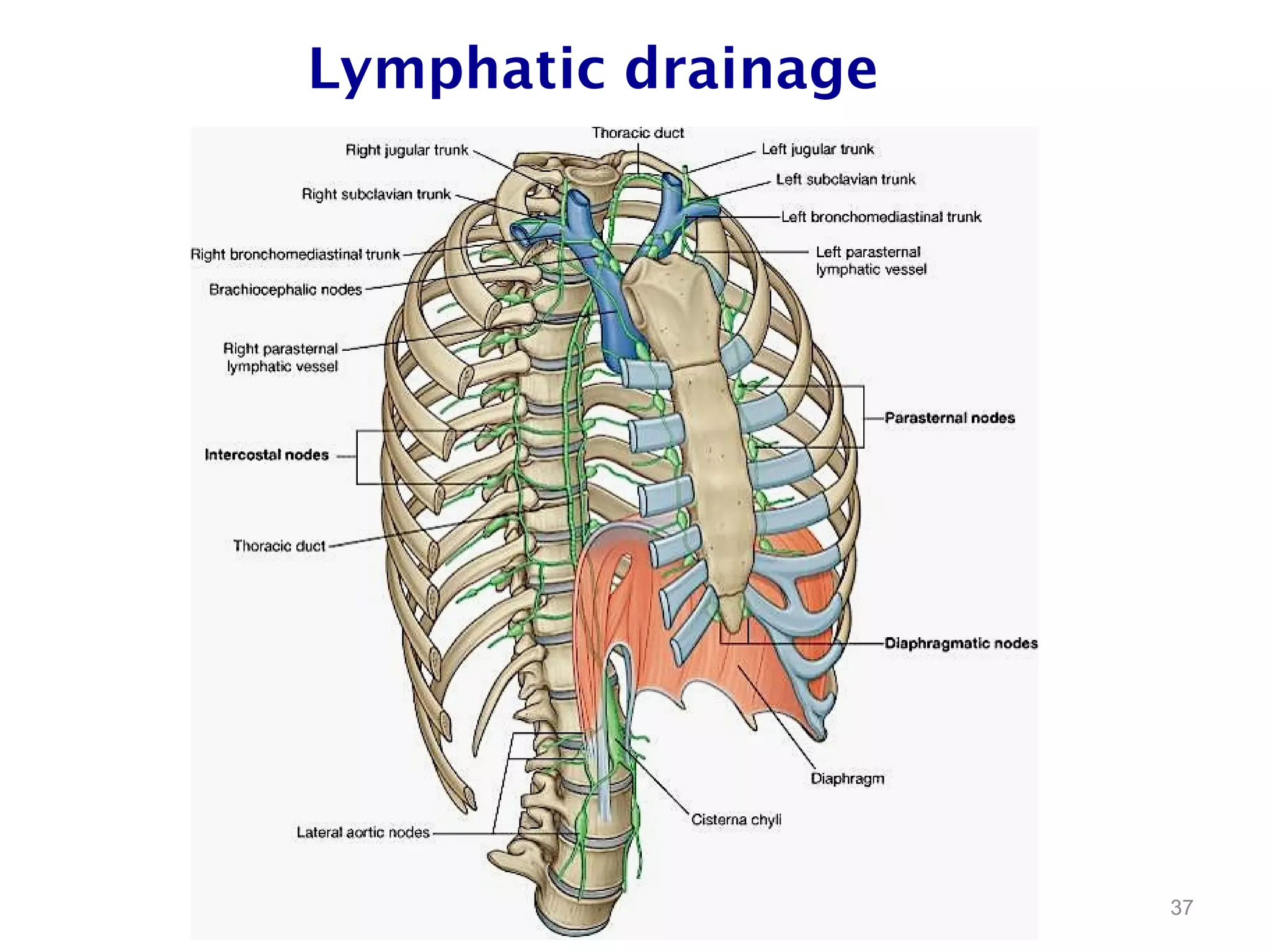 Thoracic cage | PPT