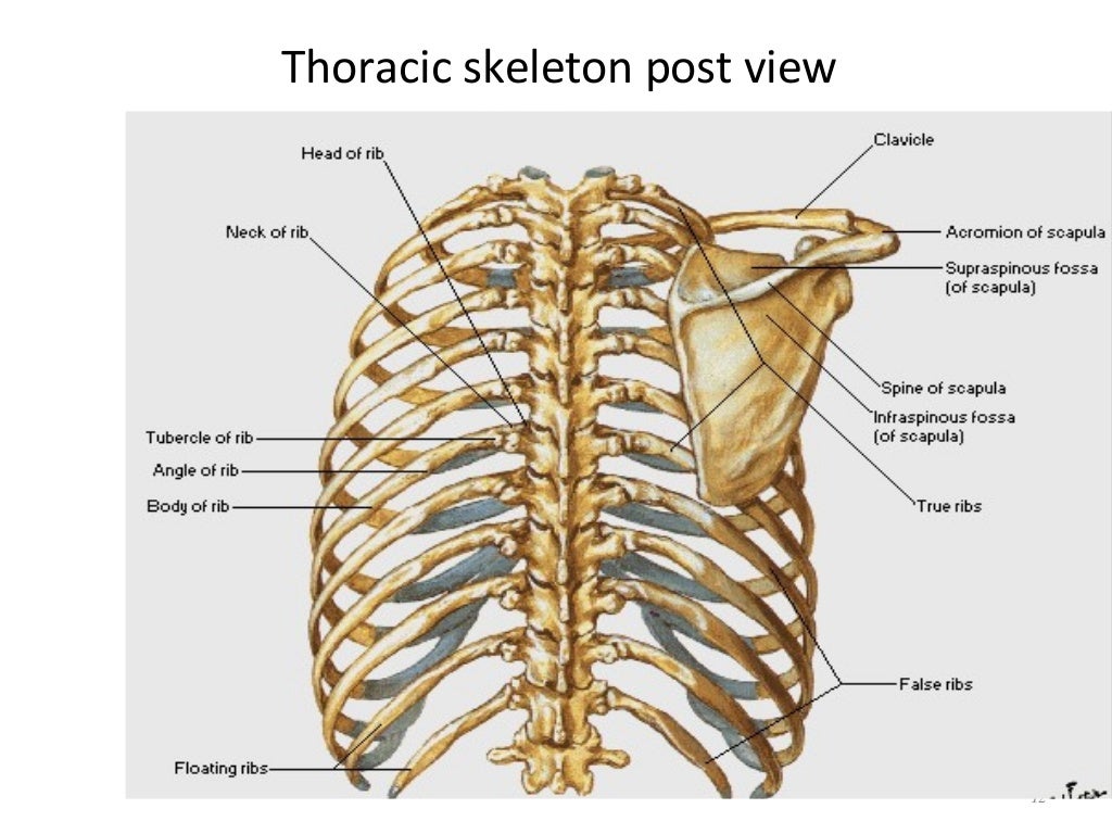Thoracic cage