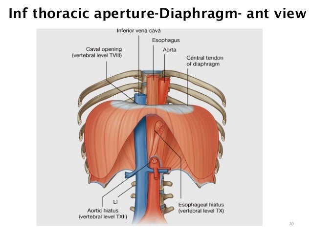 Thoracic cage
