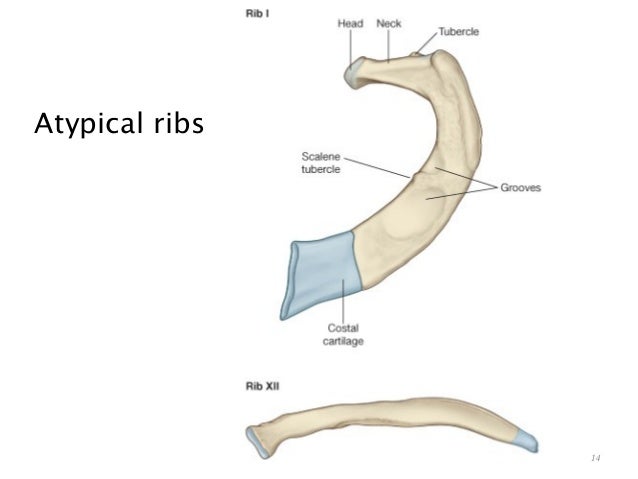 Thoracic cage