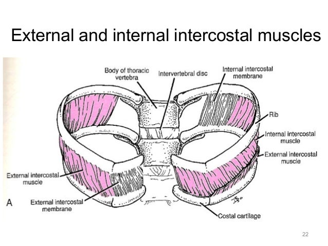 Thoracic cage