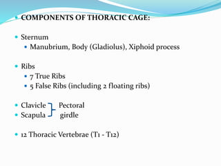 thoraciccage-160601033405.pdf | Free Download