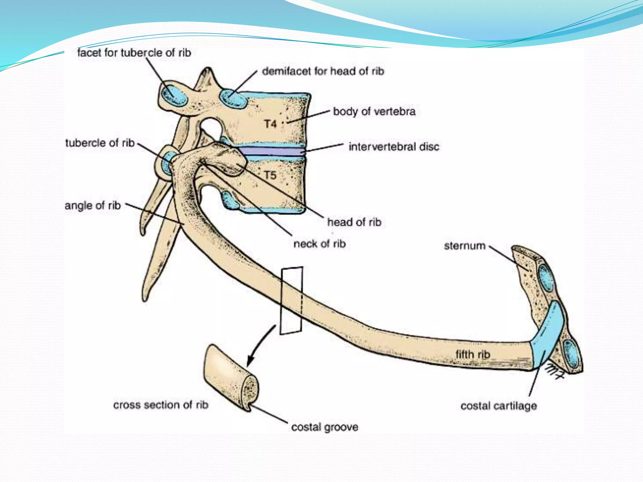 Thoracic cage | PPTX
