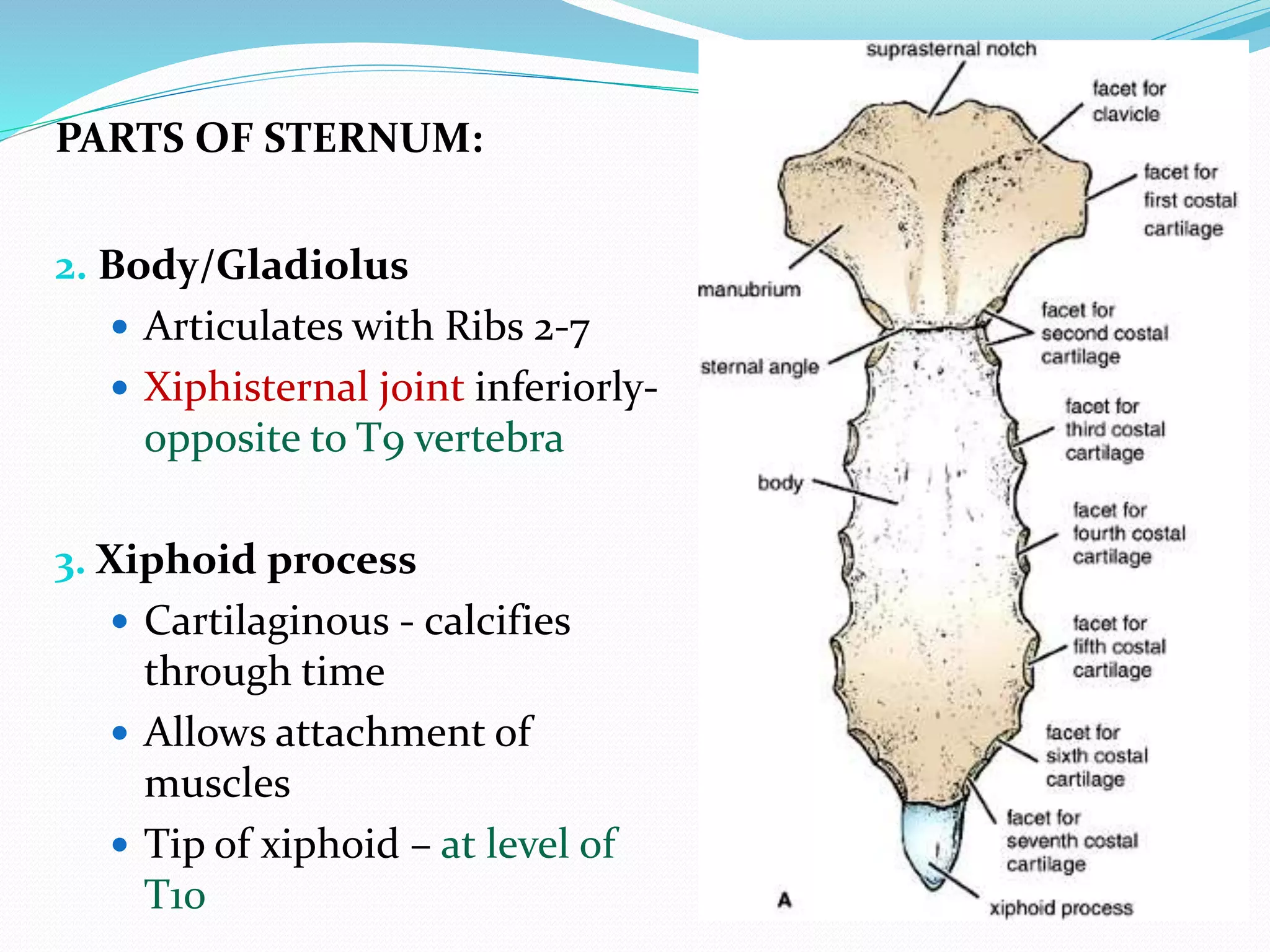 Thoracic cage | PPTX