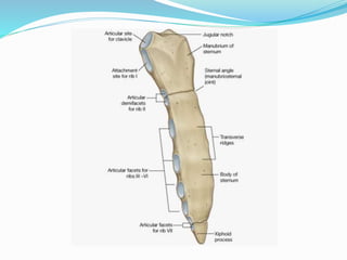 Thoracic cage | PPTX