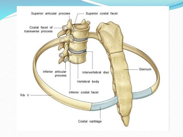 Thoracic cage