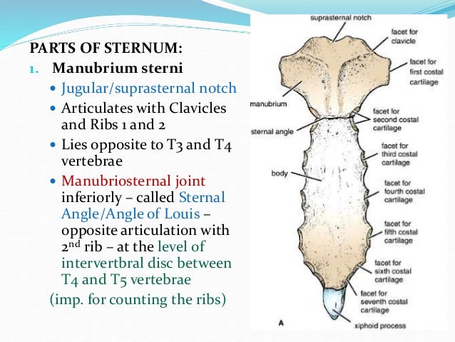 Xiphisternal Joint Wikipedia