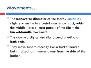 The Thoracic cage bonny composition in huma | PPT | Death, Injury, or ...