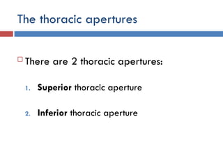 The Thoracic cage bonny composition in huma | PPT | Death, Injury, or ...