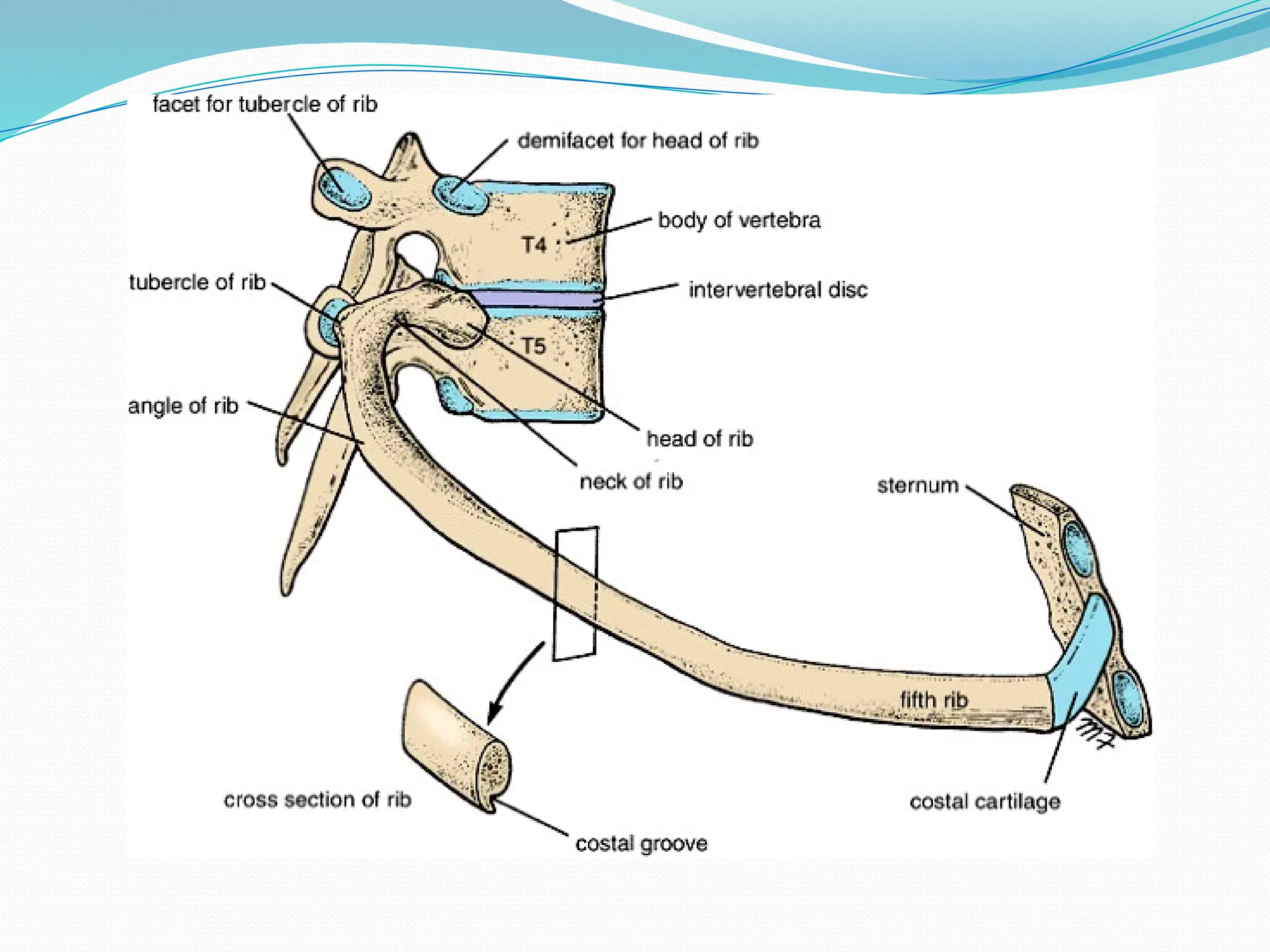 Thoracic cage BPT II sem.pptx.................. | PPTX
