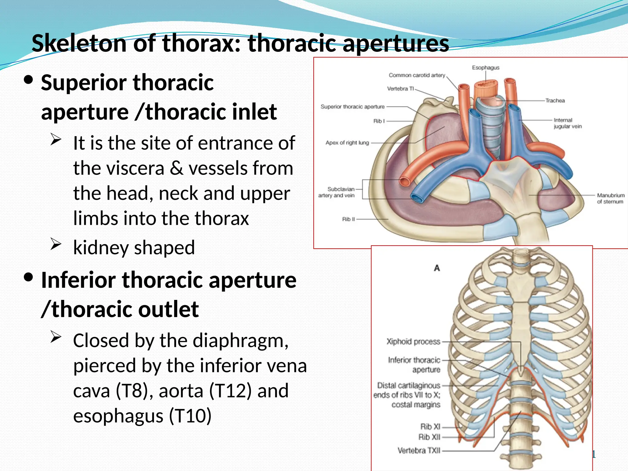 Thoracic cage BPT II sem.pptx.................. | PPTX