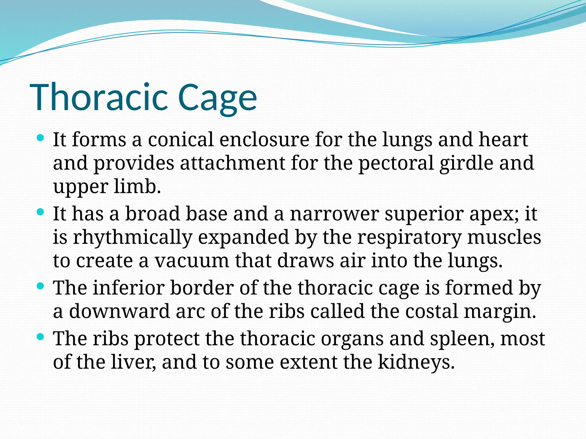 Thoracic cage BPT II sem.pptx.................. | PPTX
