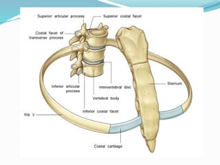 Thoracic cage BPT II sem.pptx.................. | PPT