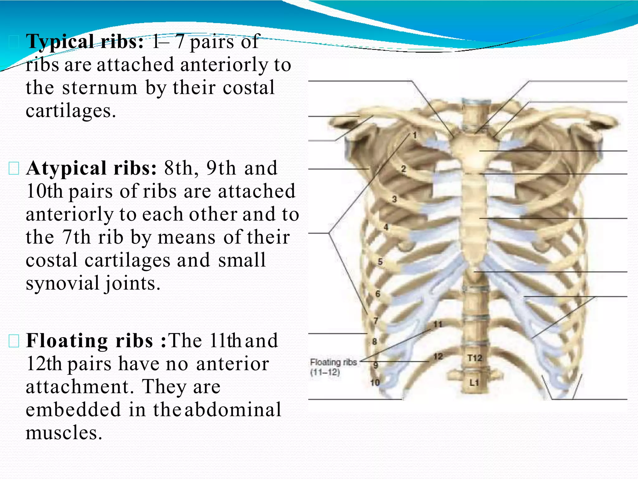 Thoracic Cage | PPTX