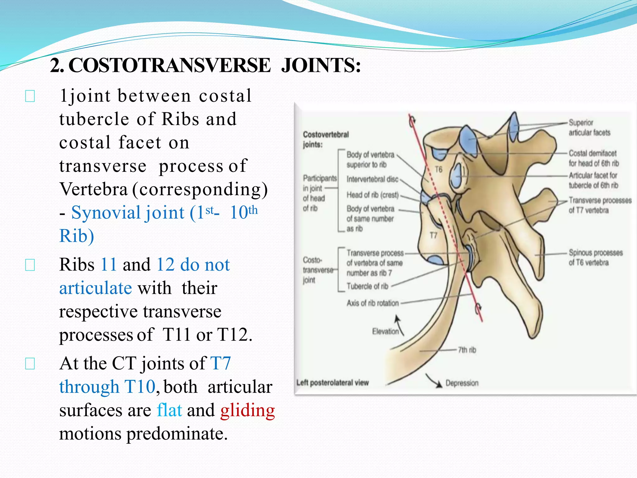 Thoracic Cage | PPTX