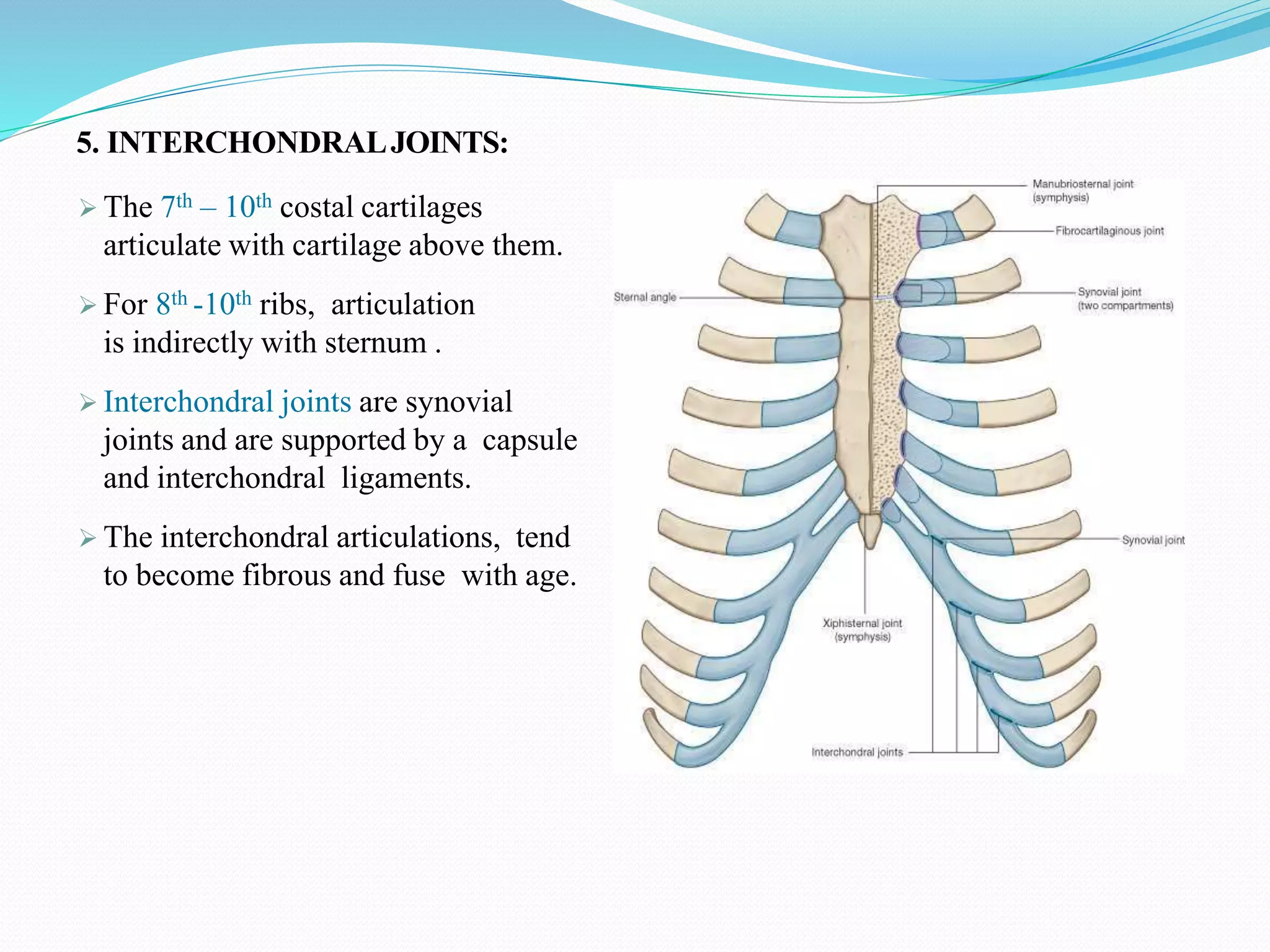 Thoracic Cage | PPTX
