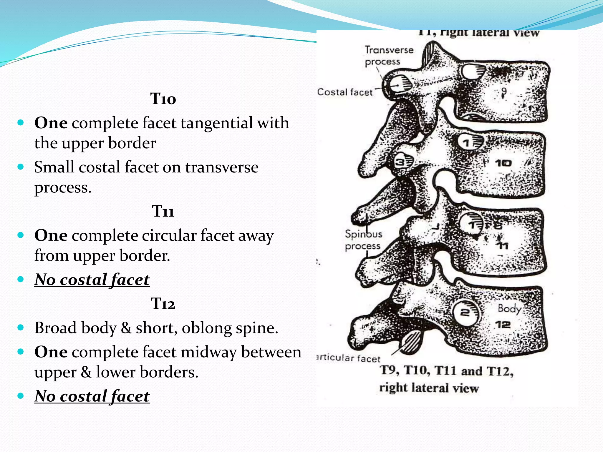 Thoracic Cage | PPTX