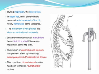 Thoracic Cage | PPTX