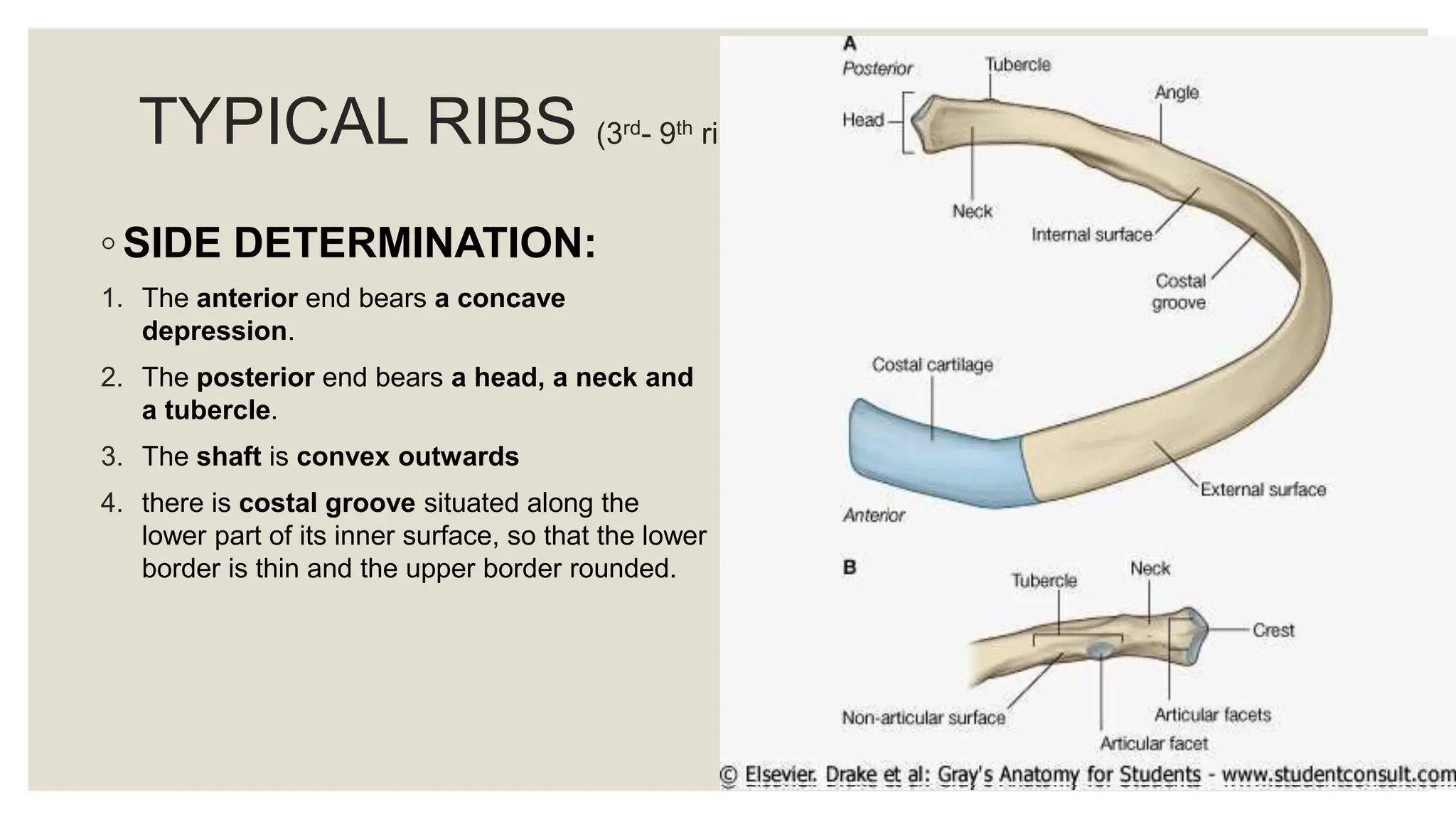 thoracic cage anatomy presentation pptx | PPTX