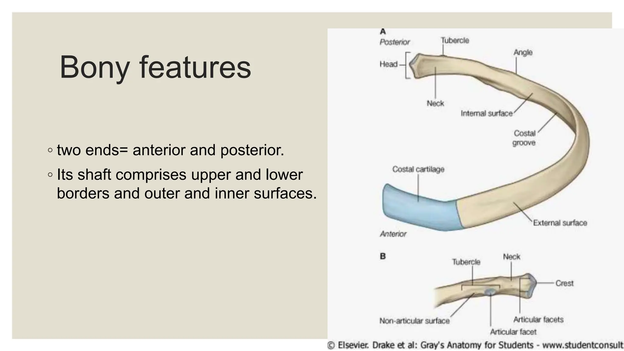 thoracic cage anatomy presentation pptx | PPT