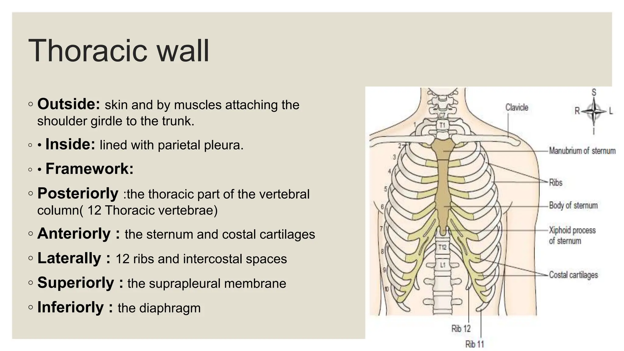 thoracic cage anatomy presentation pptx | PPTX