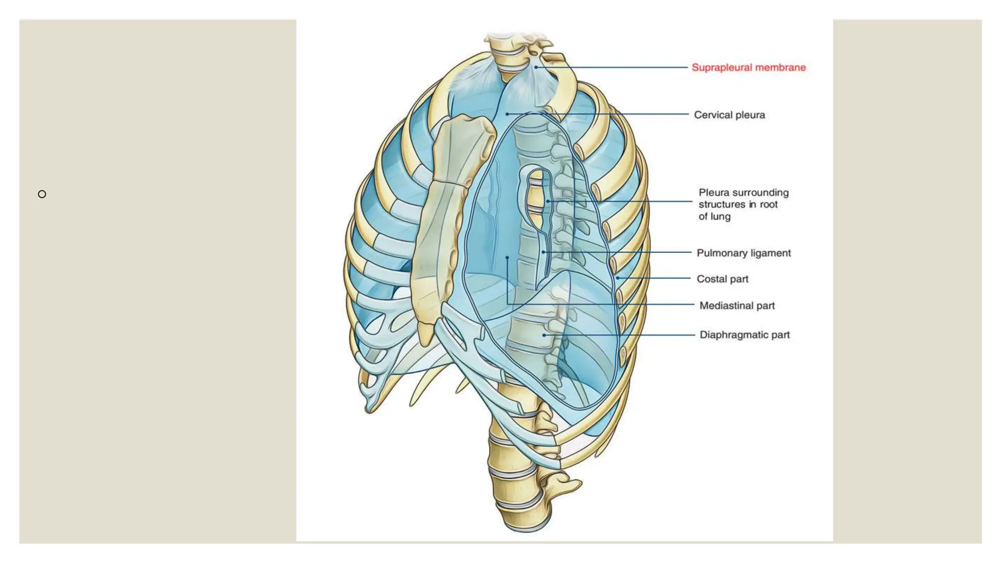thoracic cage anatomy presentation pptx | PPTX