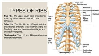 thoracic cage anatomy presentation pptx | PPT