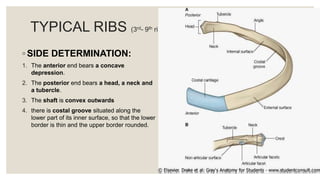 thoracic cage anatomy presentation pptx | PPT