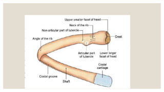 thoracic cage anatomy presentation pptx | PPT