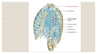 thoracic cage anatomy presentation pptx | PPT