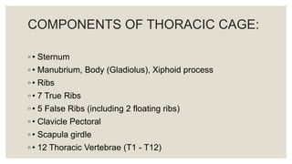 thoracic cage anatomy presentation pptx | PPTX