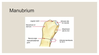 thoracic cage anatomy presentation pptx | PPT