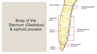 thoracic cage anatomy presentation pptx | PPTX
