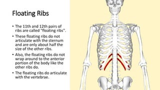 thoracic_cage | PPT
