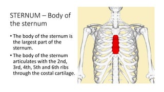 thoracic_cage | PPT