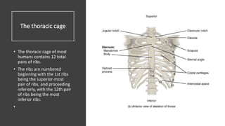 thoracic_cage | PPT