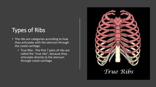 thoracic_cage | PPT