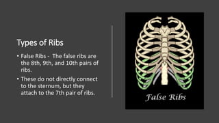 thoracic_cage | PPT