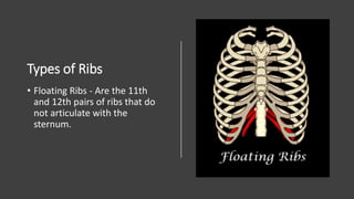 thoracic_cage | PPT