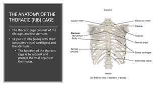 thoracic_cage | PPT