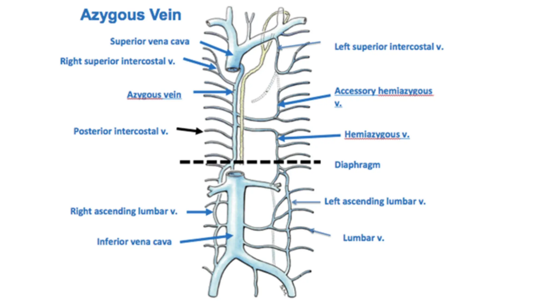 Anatomy of Thoracic Cavity by Arnab Saha.pptx
